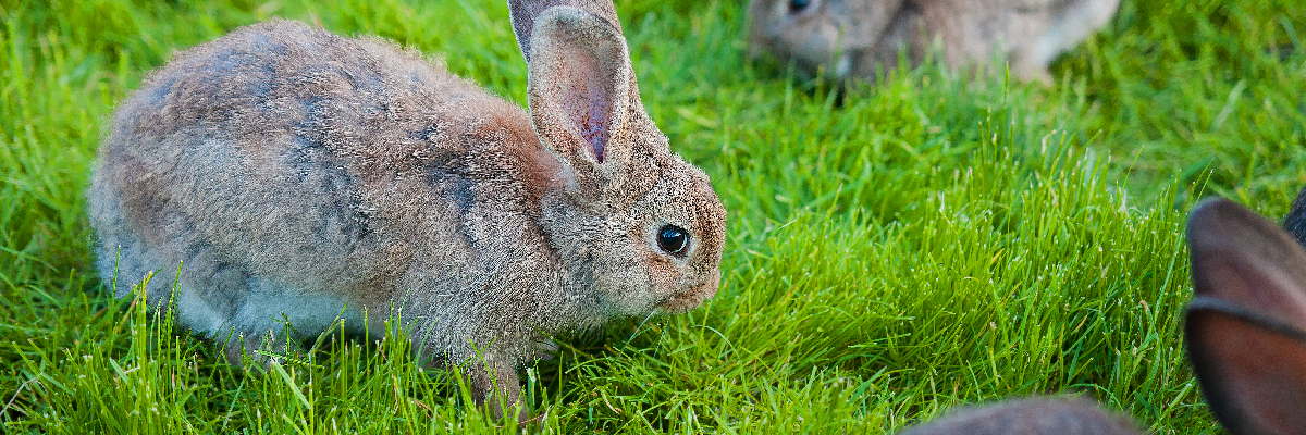 About – Rascally Rabbit Homestead