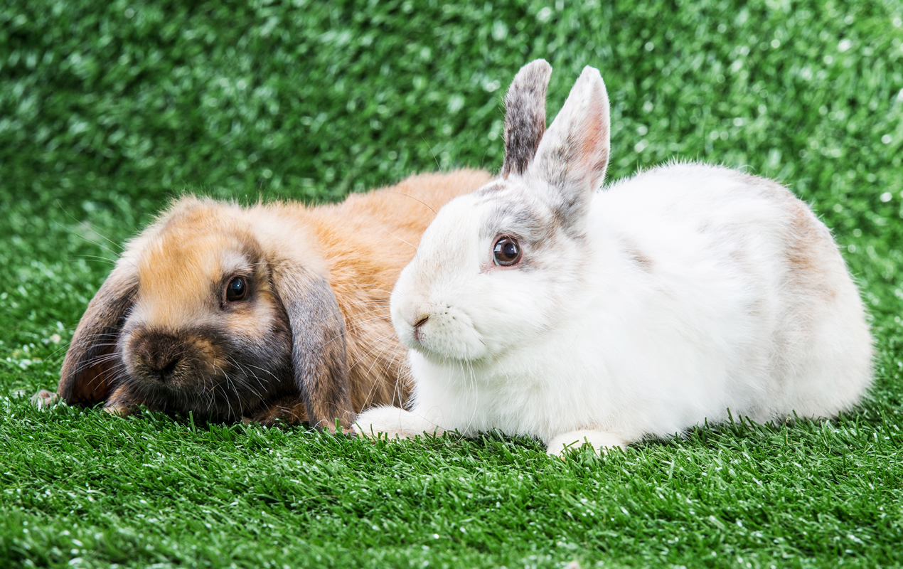 Rascally Rabbit Homestead